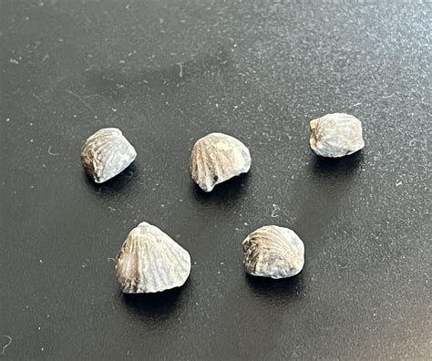Bivalve Fossils In Appalachians What Species Are These R Fossilid