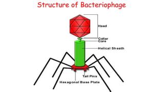 Bacteriophagepptx
