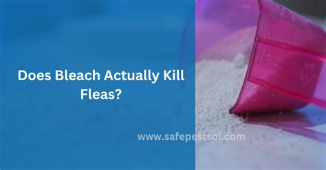 Does Bleach Actually Kill Fleas