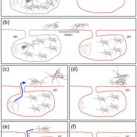 Schematic Drawing Of The Colony Fission In C Tartessica A Transport