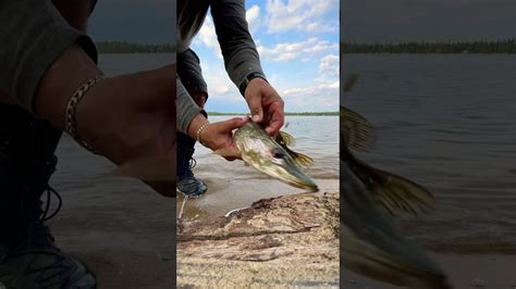 Jack Fish Emma Lake Saskatchewan Youtube
