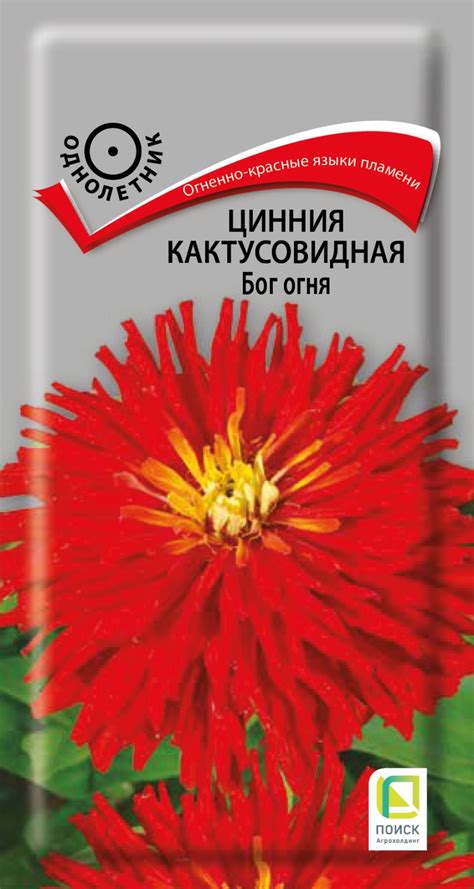 Красотка-цинния — Ботаничка