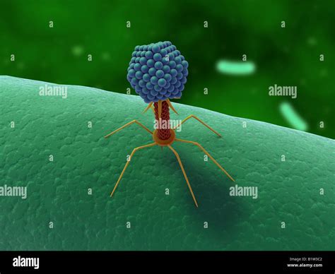 Electron Microscope Bacteriophage