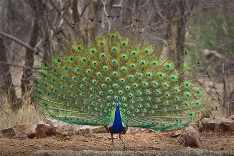 200 Peacock Pictures