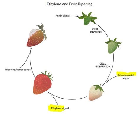 Plant Hormones Presentation