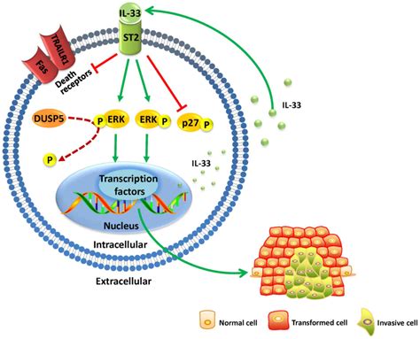Role Of The Il‑33st2 Receptor Axis In Ovarian Cancer Progression Review