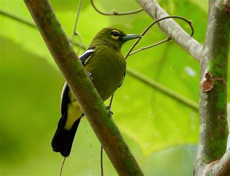 Ioras Discovering The Colorful World Of South And Southeast Asian Passerine Birds The Worlds