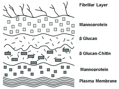 Schematic Diagram Of The Architecture Yeast Cell Wall Components Such