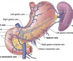 Upper Gi Tract Anatomy Flashcards Quizlet