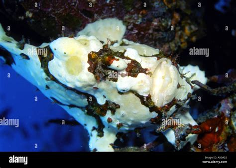 Frog Fish Antennarius Coccineus Maldives Xavier Safont Vwpics Stock