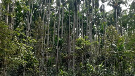 မြန်မာနိုင်ငံ၏ တတိယအကြီးဆုံး သစ်ဆွေးမြေ Peat Land Information And Public Relations Department