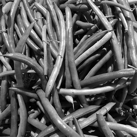 String Beans Landis North Carolina At Quentin Burton Blog