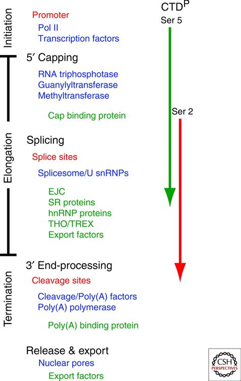 Rna Processing Steps Diagram Translation Mrna Dna Protein Tr
