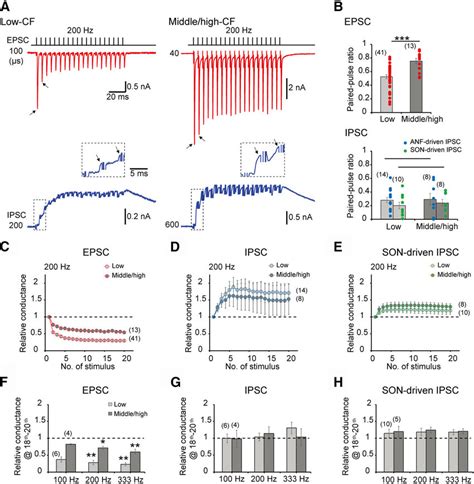 Temporal Summation Of Polysynaptic Ipscs A Epscs And Ipscs During A