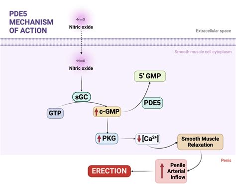 Innervation Of Erectile Tissues On Becoming A Neuroscientist