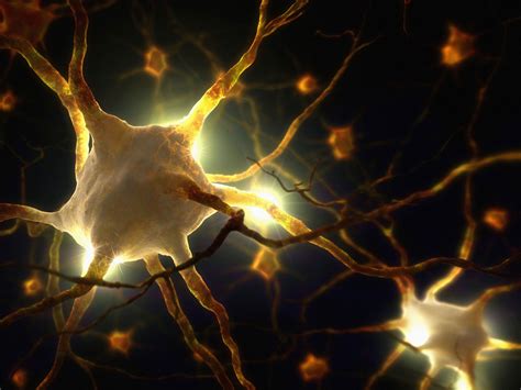 Pain In A Dish Scientists Create Living Model Of Human Nerve Cells The Independent