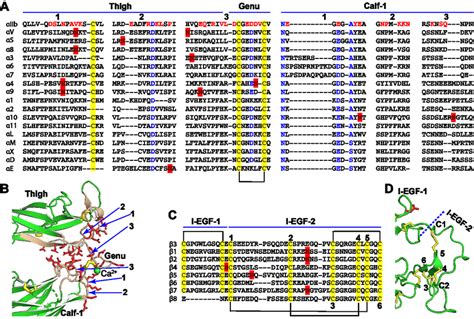 sequence and structure of the domain interface where integrin becomes