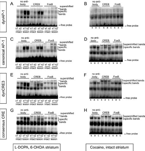 Fosb ⌬ Fosb Related Proteins Are The Predominant Transcription Factors