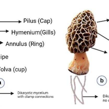 Pdf An Overview On Mushrooms