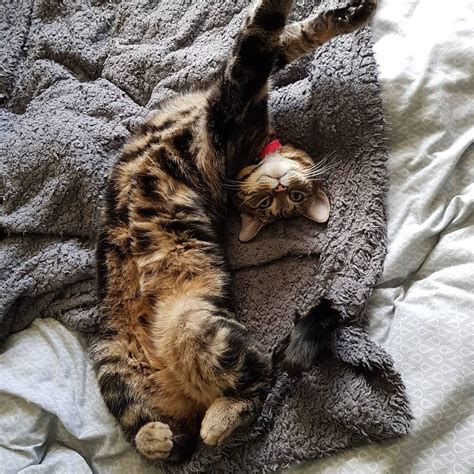 Sic Came With A Fault Rstandardissuecat