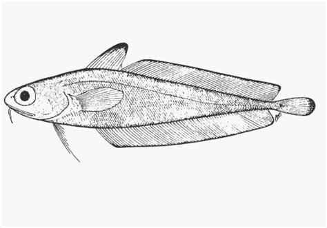 Dafnis Eilat Fishes Of The Deep אתרי דפני לדגי אילת דגי מעמקים