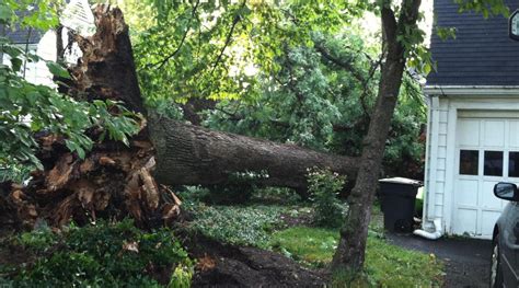 News BRANSFIELD TREE