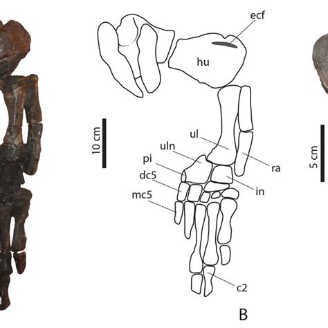 Skull And Cervical Vertebra Of The Crocodyliform Stomatosuchus Inermis