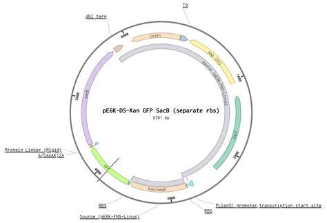 Bidirectional Selection System For Continuous Directed Evolution In E