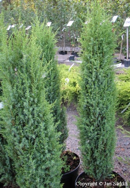 Juniperus Communis Compressa Pikkupilarikataja Liten Pyramid En