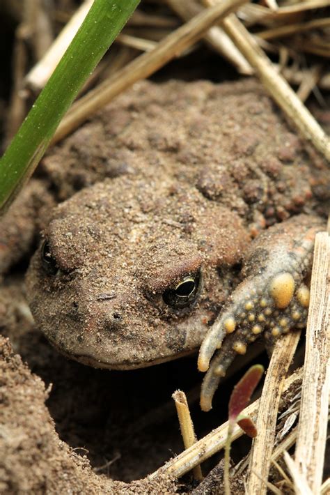 Toad Warts Not Contagious Just Toxic Naturally North Idaho