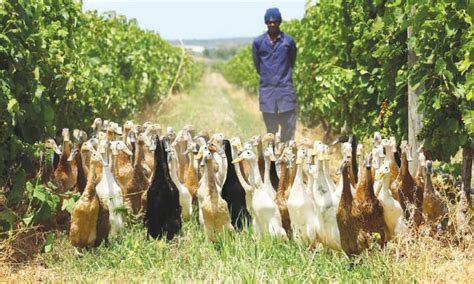 Army Of Pest Munching Ducks Keep South African Vineyard Blooming