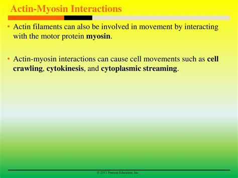 Key Concepts The Structure And Function Of A Cells Overall Shape And