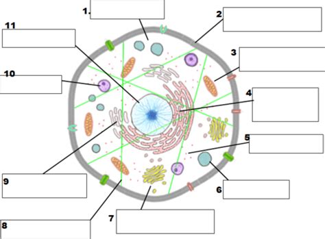 Biology Lecture Exam 2 Flashcards Quizlet
