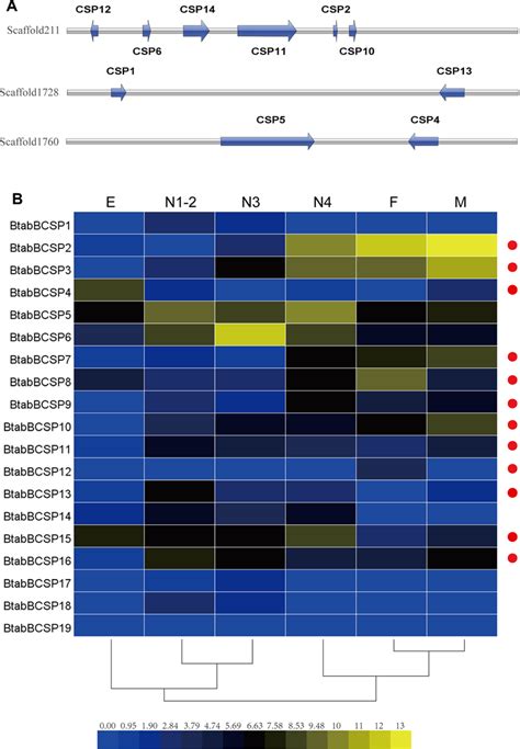 Locations And Expression Profiles Of Chemosensory Protein Csp Genes