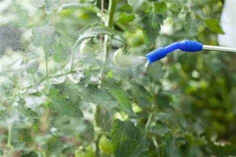 Come Acquistare Il Bacillus Thuringiensis Kurstaki Coltivazione Biologica