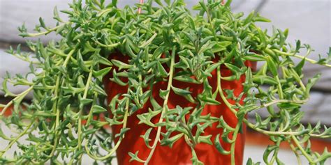String Of Dolphins Care And Growing Guide Everything You Need To Know