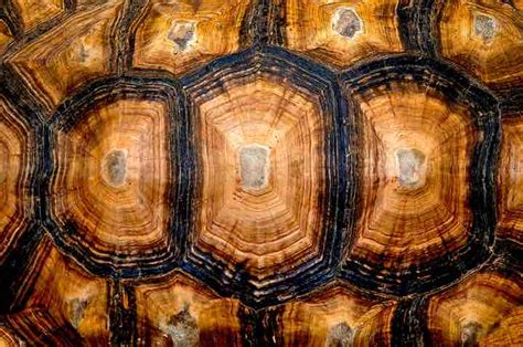 Can Tortoises And Turtles Live Without Their Shell Tortoise Owner