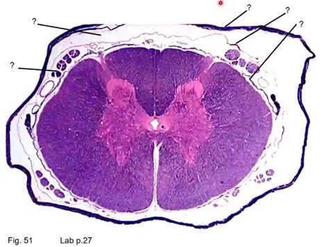 Name The Location Spinal Cord Diagram Quizlet