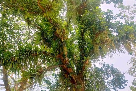 မိုင်းယောင်းမြို့၌ ရာသီစာ ပိန္နဲသီးနုများ ဈေးကောင်းရရှိ Myanmarnationalpost