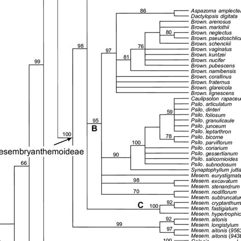 continued overleaf strict consensus tree of maximum parsimony mp