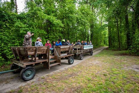 Great Dismal Swamp In Nc Largest Swamp In The East