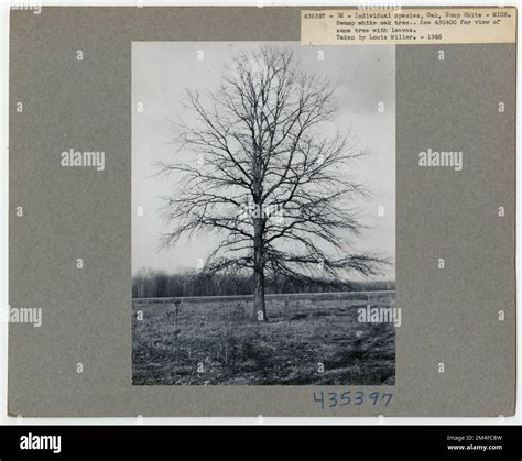 Tree Identification Oak Swamp White Photographs Relating To National Forests Resource