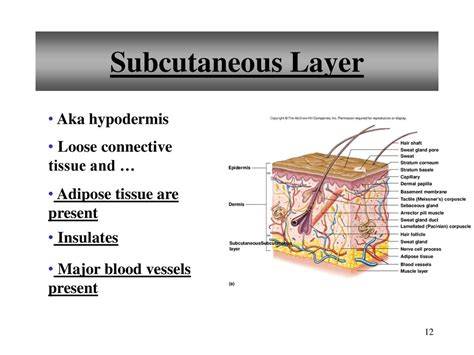 Chapter 6 Integumentary System Ppt Download
