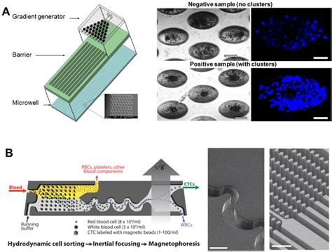 Microfluidic Based Systems For The Isolation And Testing Of Ctcs A Download Scientific