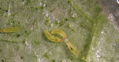 Population Dynamics Evolutionary And Population Biology Ibed Epb Institute For Biodiversity