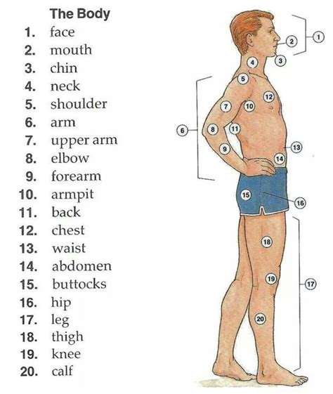 Classroom Objects Names With Pictures Vocabulary Pictures Classroom Pictures Classroom Images