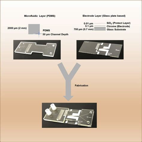 Structure Of The Microfluidic Dielectrophoresis Integrated Chip