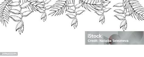 열 대 프레임 서식 파일 벡터 야자수 잎의 배너 고립 된 배경에 헬리코니아 꽃 그림 아름 다운 식물 손으로 그린 선형 이국적인 요소 디자이너 스파 장식 엽서 결혼식 인사말