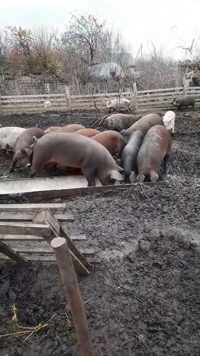 Поросятки трапезничают Youtube