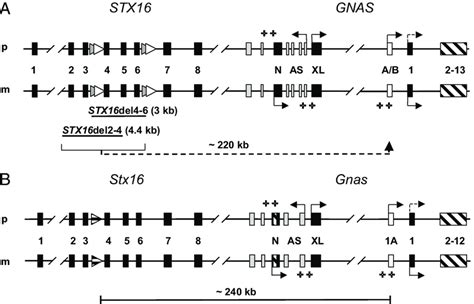Comparison Of Human Gnas A And Mouse Gnas B And The Upstream Download Scientific Diagram